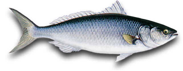 Game Fishing Club of South Australia